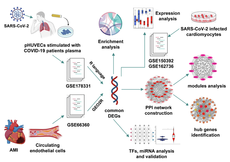 Exploring the underlying molecular mechanisms of acute myocardial infarction after SARS-CoV-2 ...