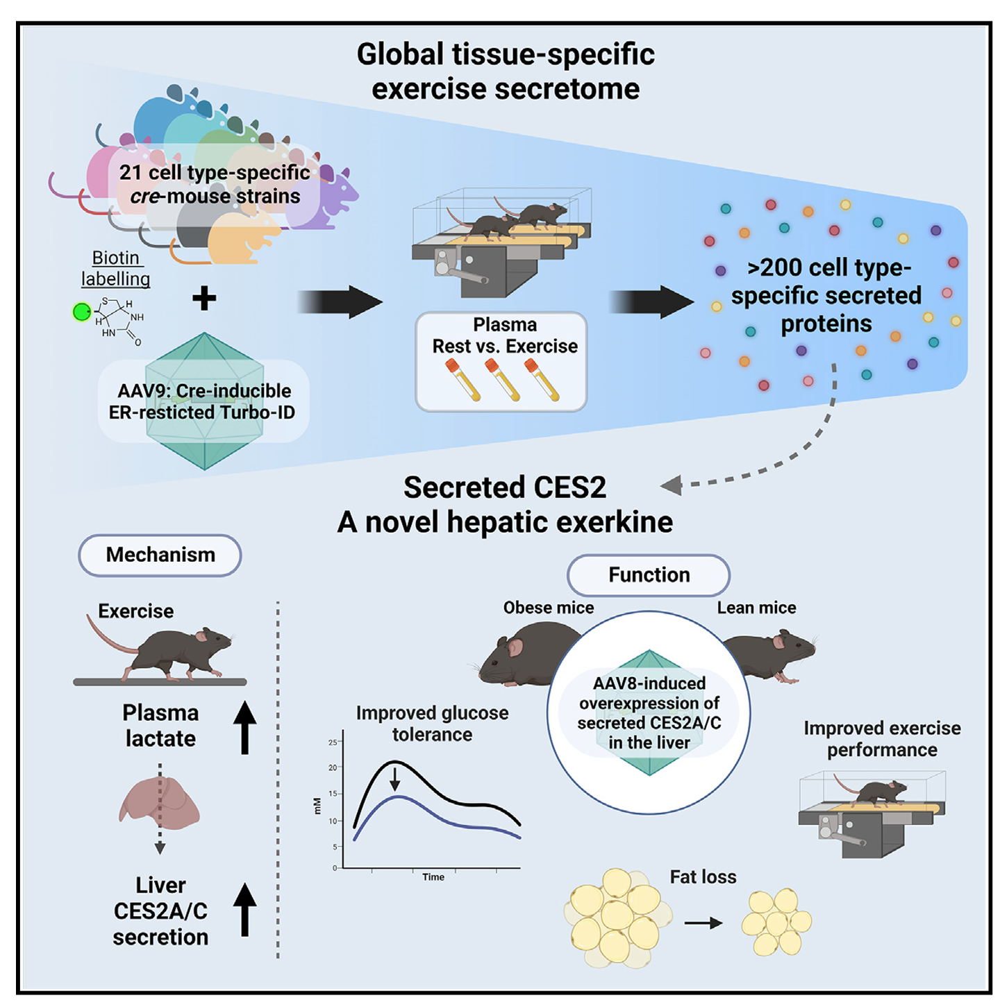 Organism-wide, cell-type-specific secretome mapping of exercise ...